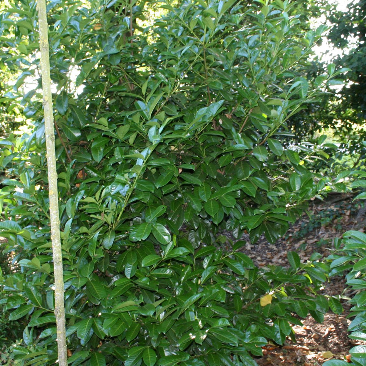 Laurierkers - Prunus laurocerasus 'Rotundifolia' 40-60 cm | bol.com