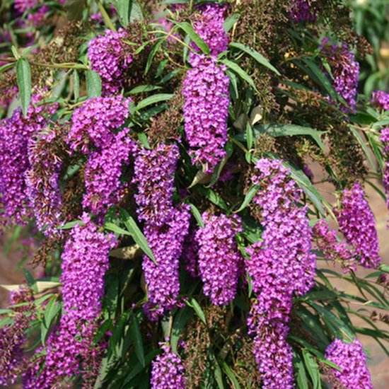 Vlinderstruik - Buddleja davidii 'Nanho Purple' 40-60 cm | bol