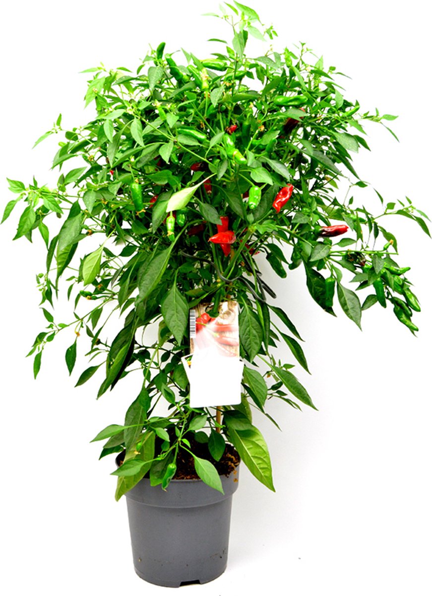 Spaanse peper plant - chilipeper - grote groenteplant met vruchten ...