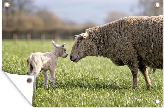Tuinposters buiten Schaap - Gras - Lente - 90x60 cm | bol.com