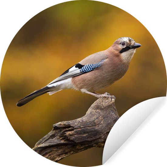 WallCircle - Muurstickers - Behangcirkel - Vogel - Tak - Vlaamse gaai - 100x100 cm -... | bol