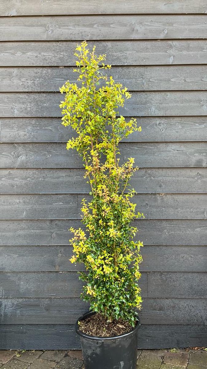 Ilex ´Alaska’ hulst - groenblijvend - bes - 150-175cm - In pot | bol.com
