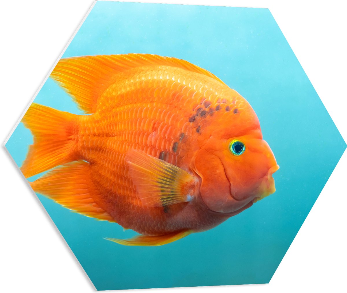 PVC Schuimplaat Hexagon - Papegaai Cichlide Vis in Lichtblauwe Omgeving ...