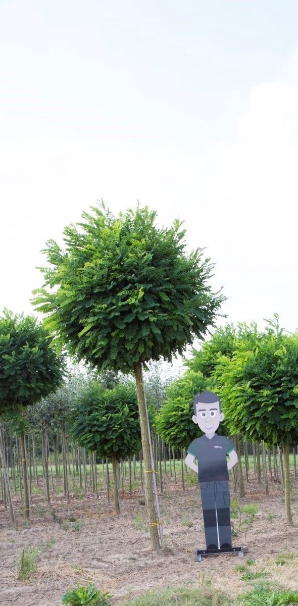 Bol acacia volgroeid Robinia ps. Umbraculifera h 315 cm st. omtrek... | bol
