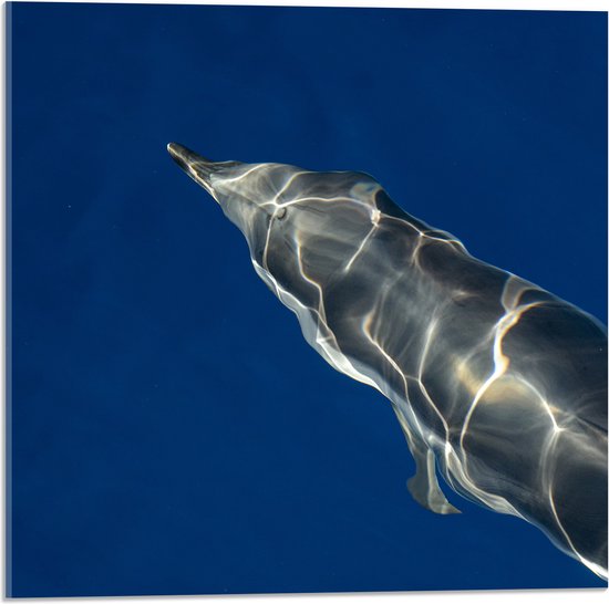 Acrylglas - Weerspiegeling van de Zon op Huid van Dolfijn aan het ...
