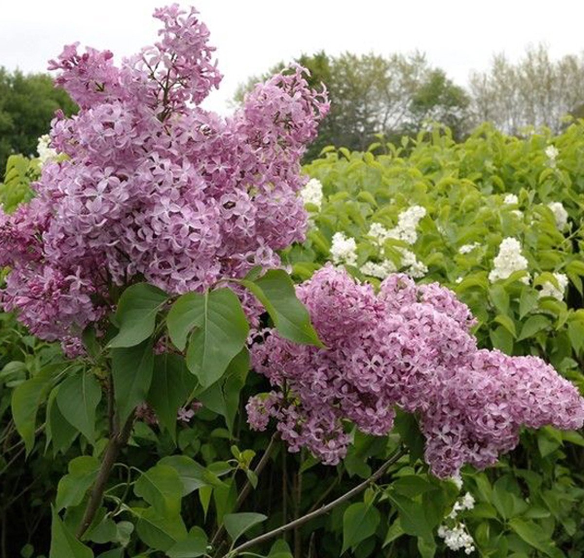 25 Stuks Sering - Syringa vulgaris 25x 40-60 cm Blote Wortel | bol