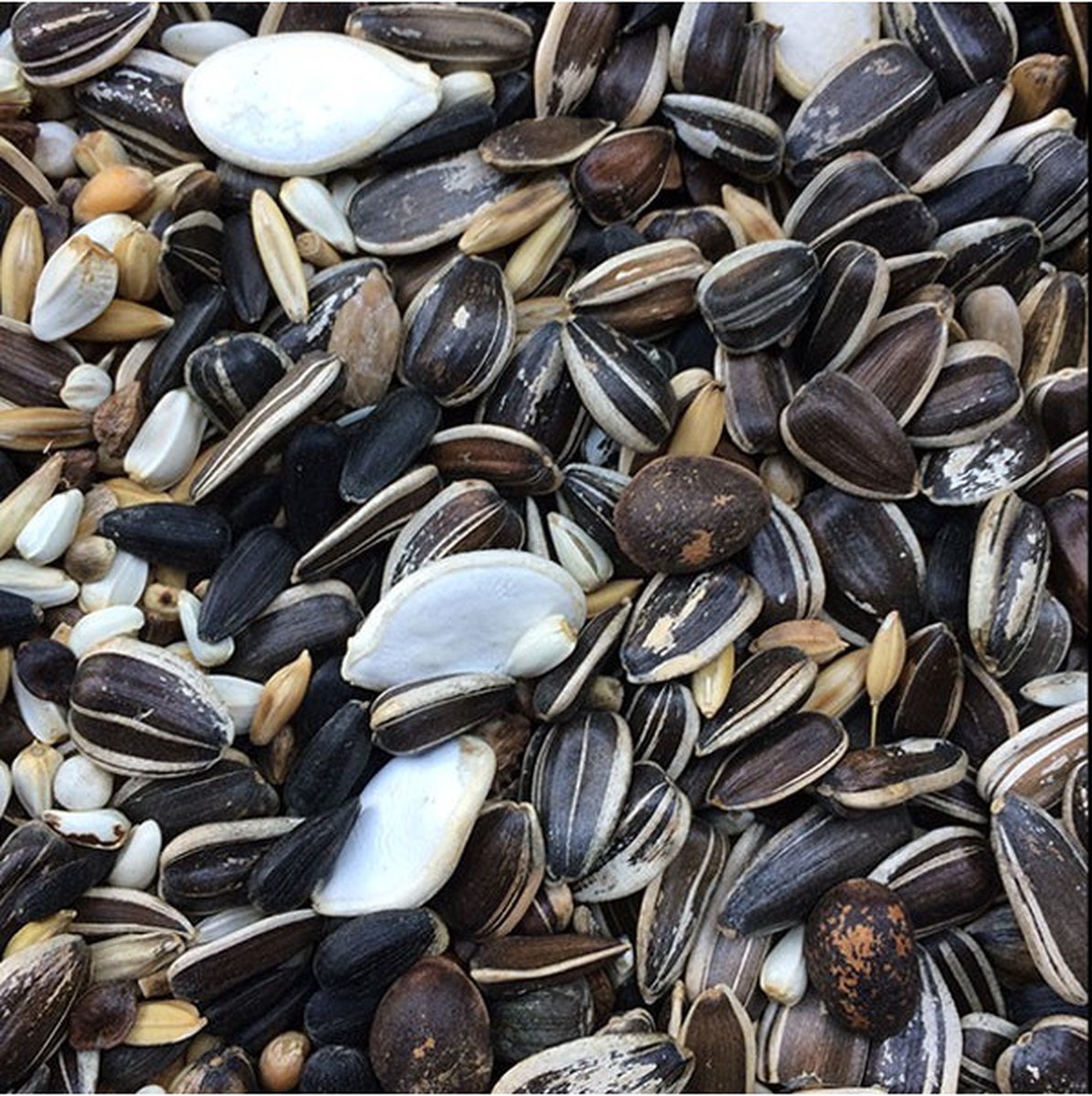 Aviseed Papegaaien voer 15kg Grote Ara & Grote Kaketoe Complex | bol