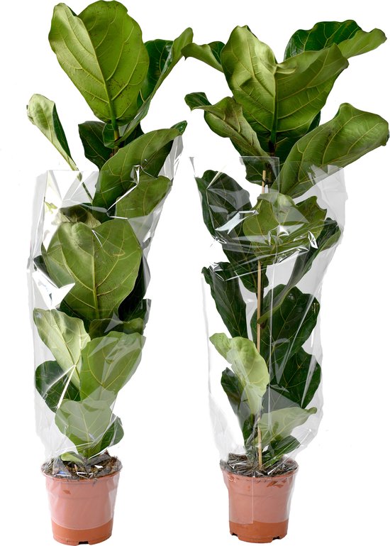 NatureNest - Tabaksplant - Ficus Lyrata | bol.com