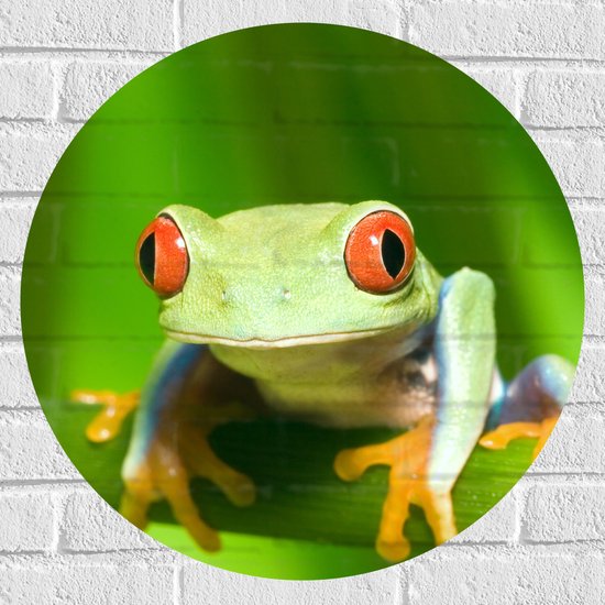 Muursticker Cirkel - Groene kikker met rode ogen zit op stengel van een ...