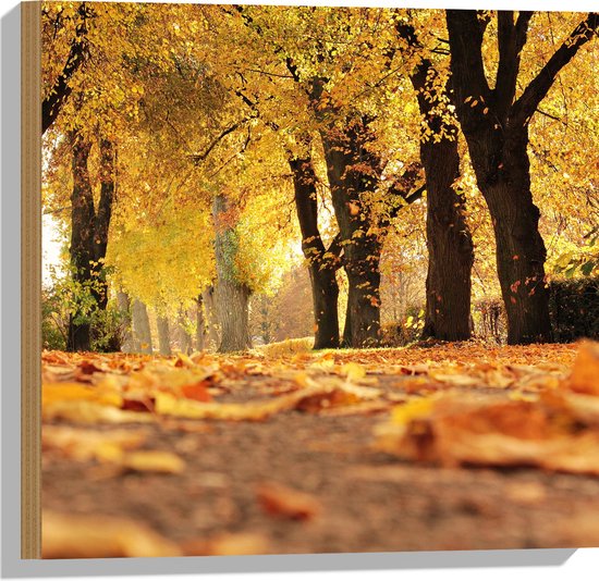 Hout - Bomen - Bossen - Bladeren - Herfst - Natuur - 50x50 cm - 9 mm ...