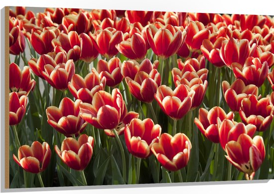 Hout - Rood Tulpenveld in Nederland - 120x80 cm - 9 mm dik - Foto op ...