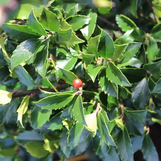 Hulst - Ilex meserveae 'Blue Maid' - 60-80 cm Kluit | bol