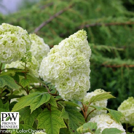 Eikenbladhortensia - Hydrangea quercifolia 'Gatsby Moon'® PW - 30-40 cm ...