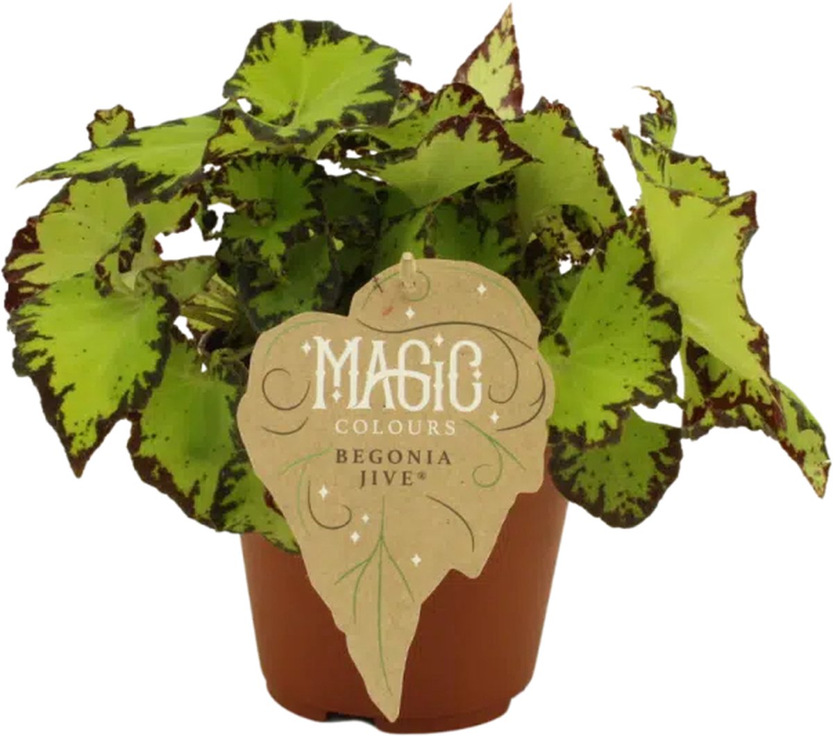Begonia rex Jive ↨ 25cm - hoge kwaliteit planten | bol