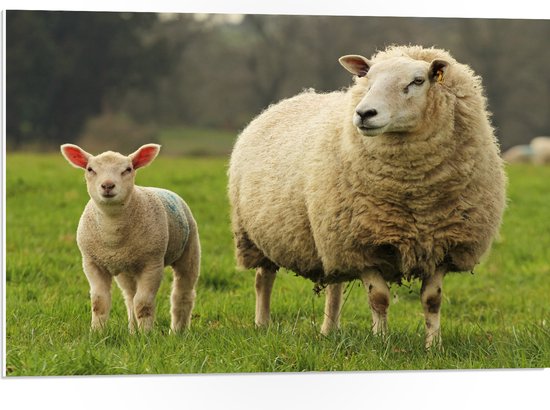 PVC Schuimplaat- Schaap en lammetje in weiland staan langs elkaar ...