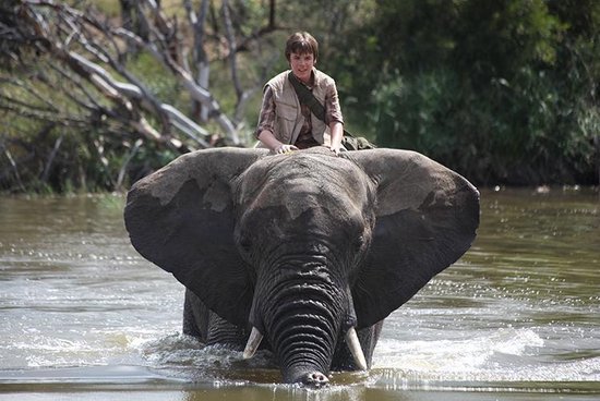 Against The Wild 3 - The Great Elephant Adventure (DVD) (Dvd ...