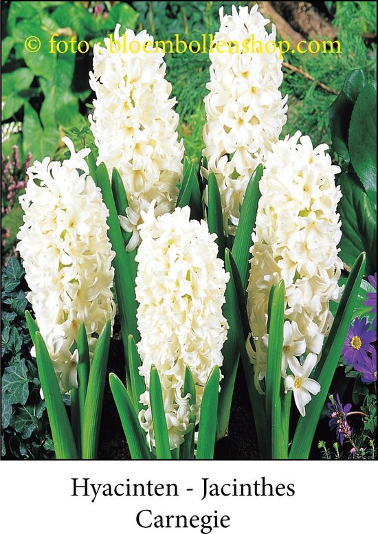 hyacint Carnegie 10 bollen maat 17/+ hyacinten wit | bol