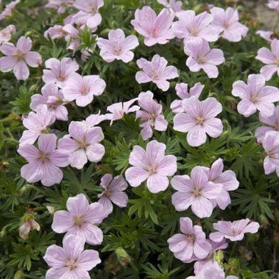 6x Ooievaarsbek (Geranium sanguineum 'Vision®Pink') - P9 pot (9x9) | bol
