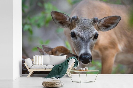 Behang - Fotobehang Hert - Kalf - Bos - Breedte 420 cm x hoogte 280 cm ...