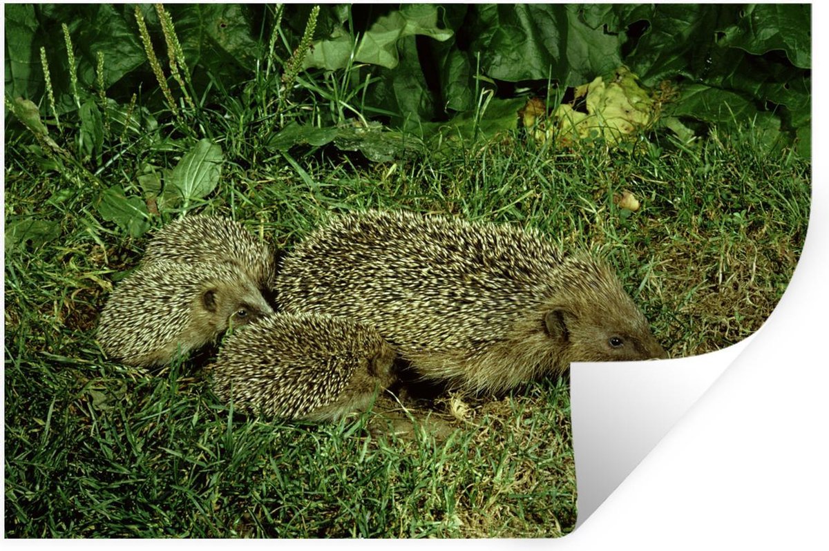 Muurstickers - Egel met drie baby egels - 60x40 cm - Plakfolie | bol.com