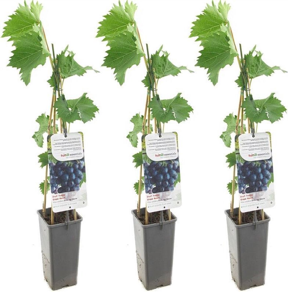 Blauwe druif - Vitis 'Boskoop Glory' - kleinfruit - fruitstruik - zelf ...