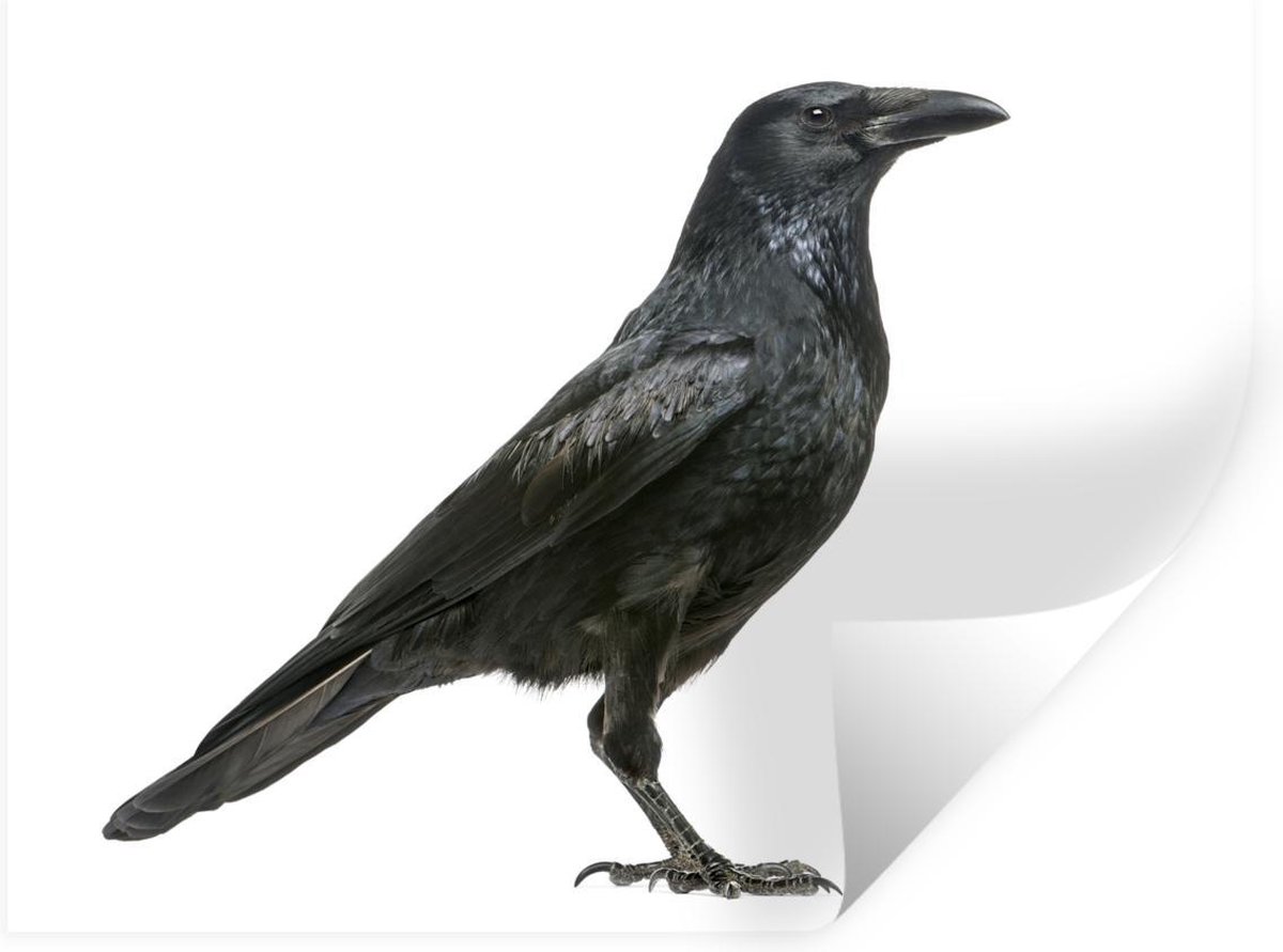 Sticker Muursticker Corbeaux - corbeau noir vu de côté - 120x90 cm ...
