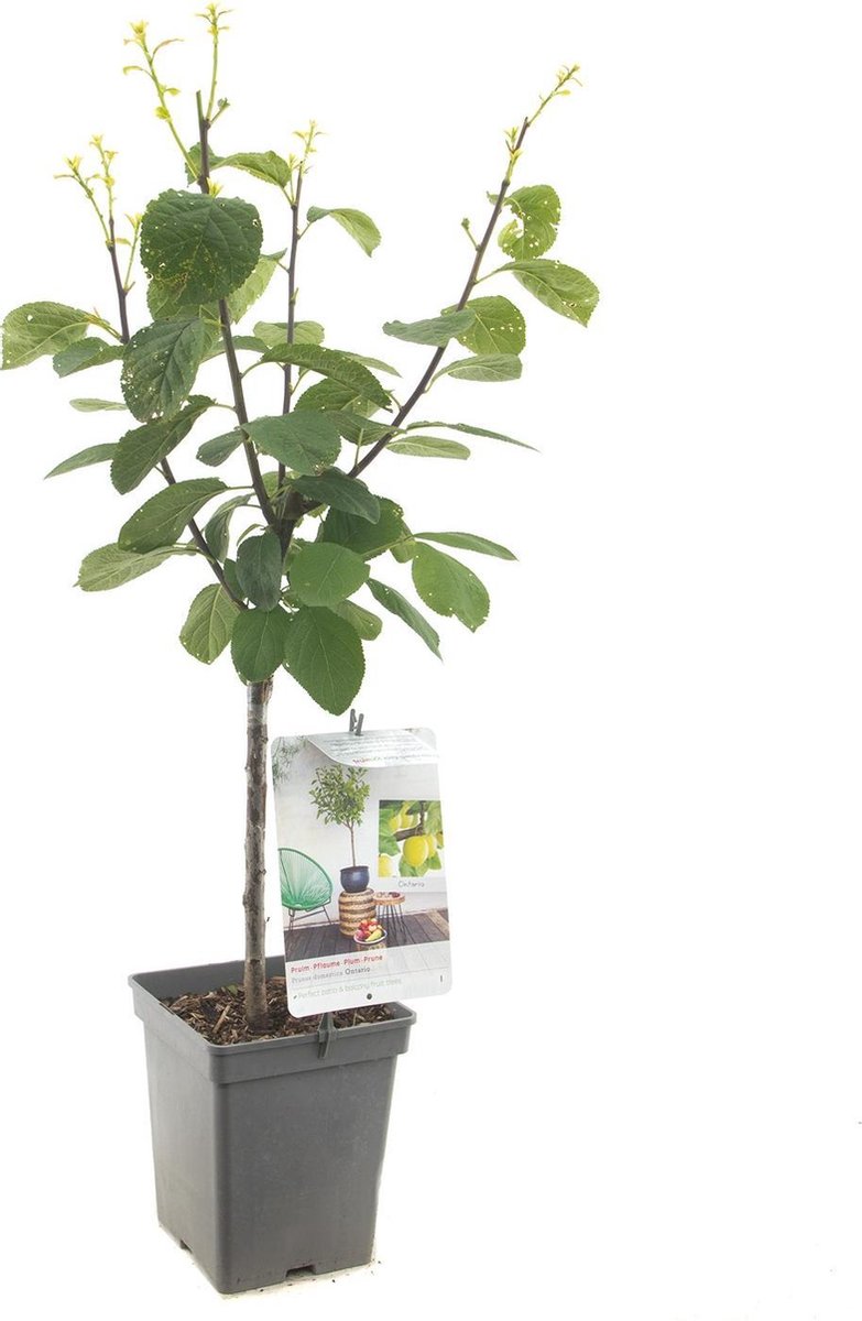 Prunus domestica Ontario | gele pruim | patio | bol.com
