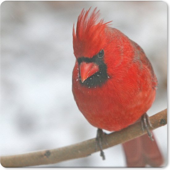 Muismat - Rode kardinaal op een dunne tak - 20x20 | bol.com