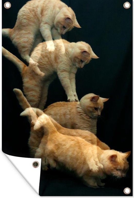 Muurdecoratie Springende kat - 120x180 cm - Tuinposter | bol.com