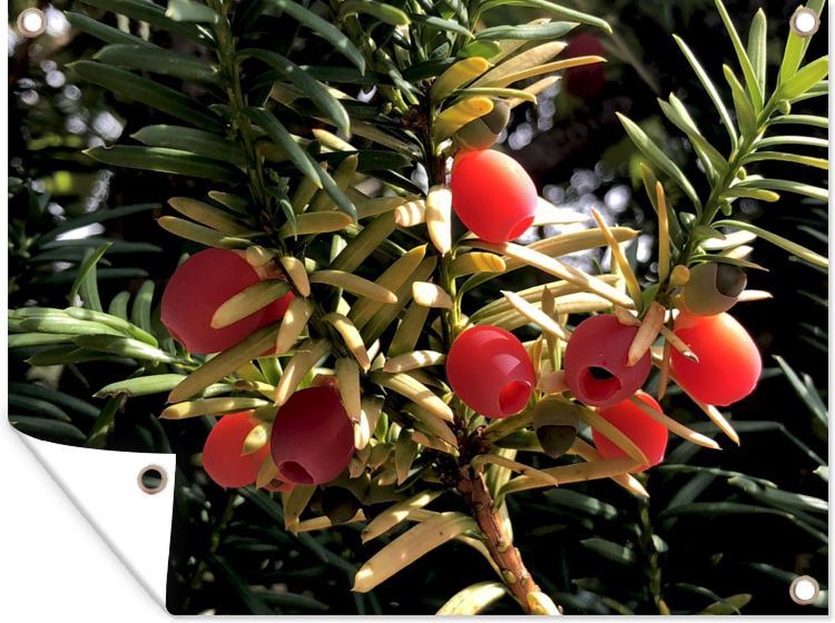 Affiche de jardin fruit rouge de l'arbre venin 160x120 cm - Toile de ...