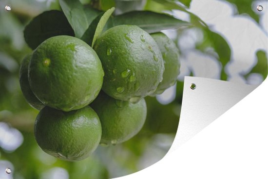 Tuinposter - Tuindoek - Tuinposters buiten - Close-up van limoenen aan ...