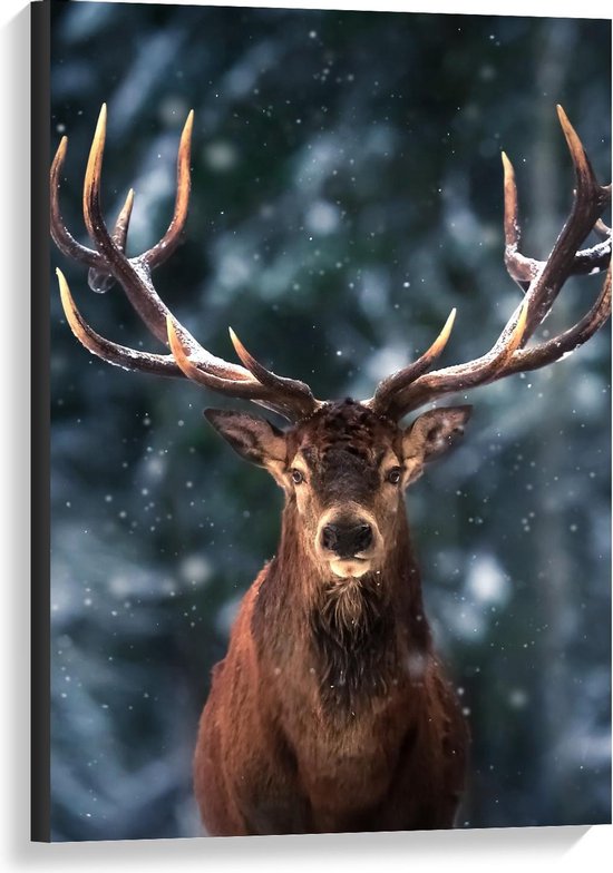 Canvas - Aankijkend Hert voor Bomen met Sneeuwvlokjes - 60x90cm Foto op ...