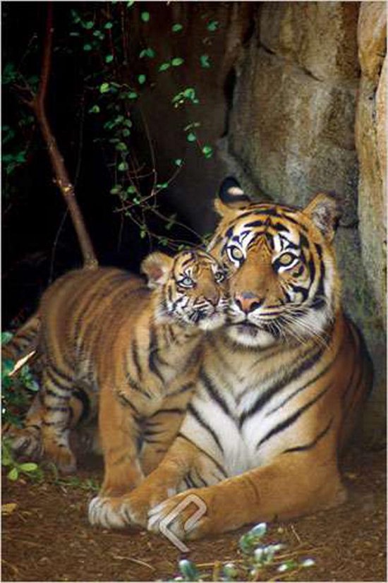 Tijger poster - welp - pup - kat - 61 x 91.5 cm. | bol