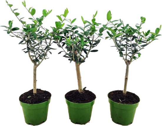 De Olijfplant op stam , Creme/Witte Bloemetjes, Olijfvruichten ...