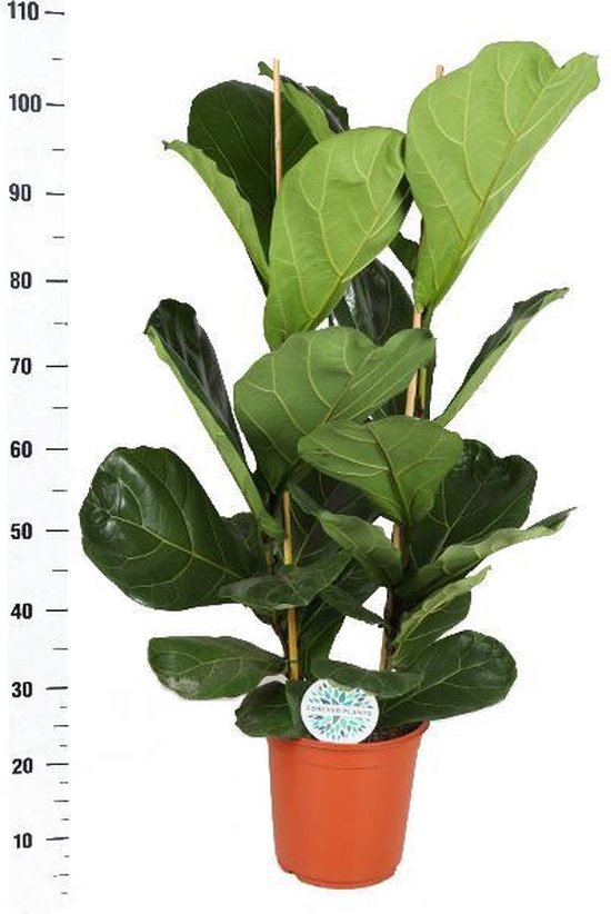 Ficus Lyrata - Ø24cm - 120cm in Boule ANTRACIET pot | bol