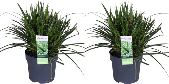 2 stuks Bonte Siergras, Struik, Kleur Groen met Creme, Terrasplant ...