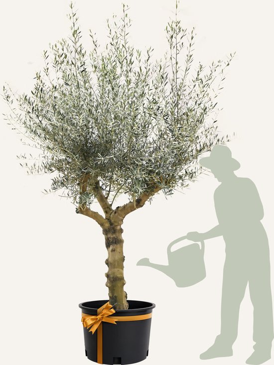 Evergreens - Olijfboom - Olea europaea - 'Branched' - 50/60 Stamomtrek ...