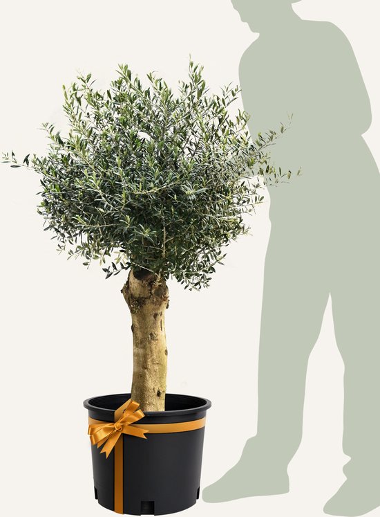 Evergreens - Olijfboom - Olea europaea - 'Bonsai' - 40/50 - Olea ...