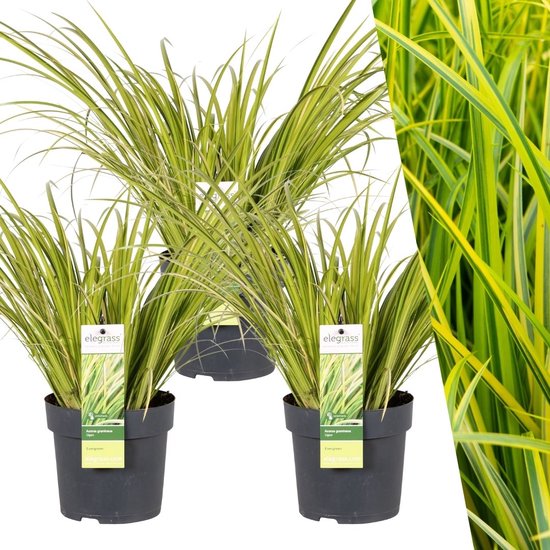 Plants by Frank | Set van 3 Kalmoes planten geel/groen | XL Acorus ...
