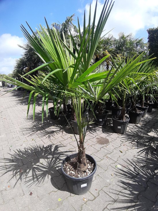 Palmboom - Trachycarpus Fortunei | bol.com