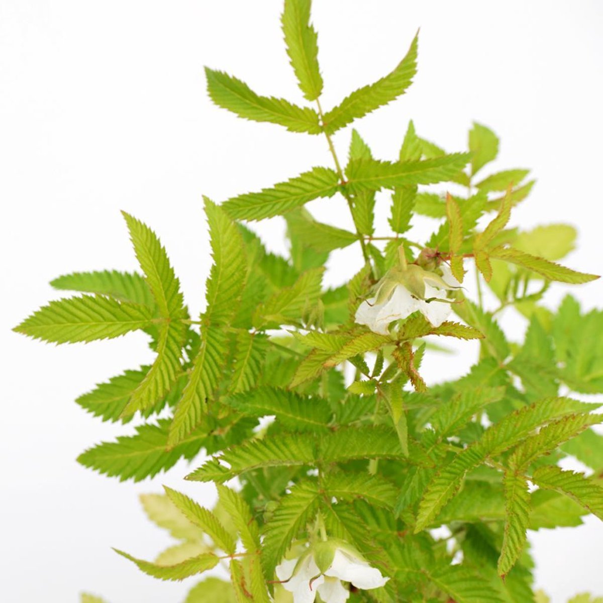 Rubus illecebrosus, fraise framboise, zem berry, pot cultivé pour ...