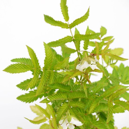 Rubus illecebrosus, fraise framboise, zem berry, pot cultivé pour ...
