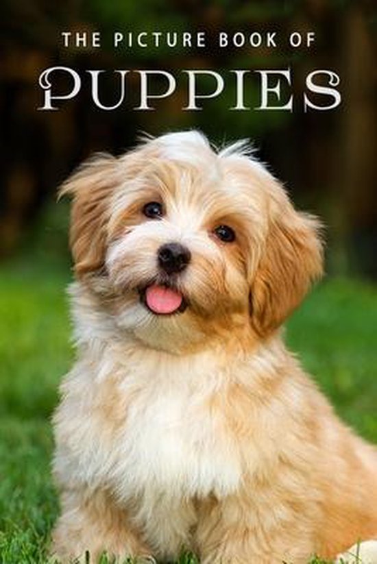 Picture Books - Animals-The Picture Book of Puppies, Sunny Street Books ...