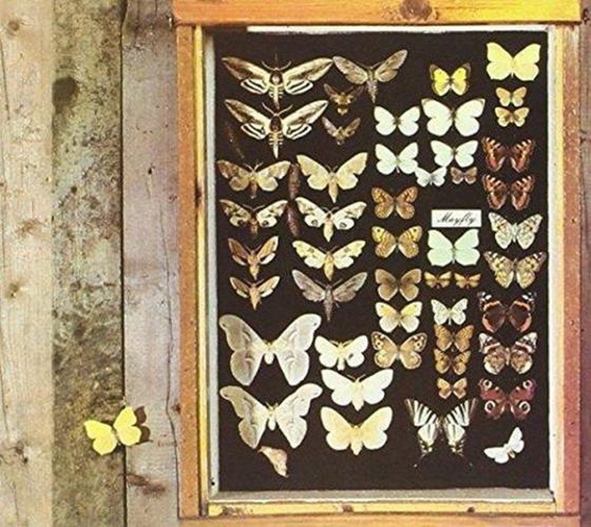 Mayfly, Mayfly | CD (album) | Muziek | bol.com