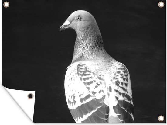 Décoration murale extérieur Un pigeon - noir et blanc - 160x120 cm ...