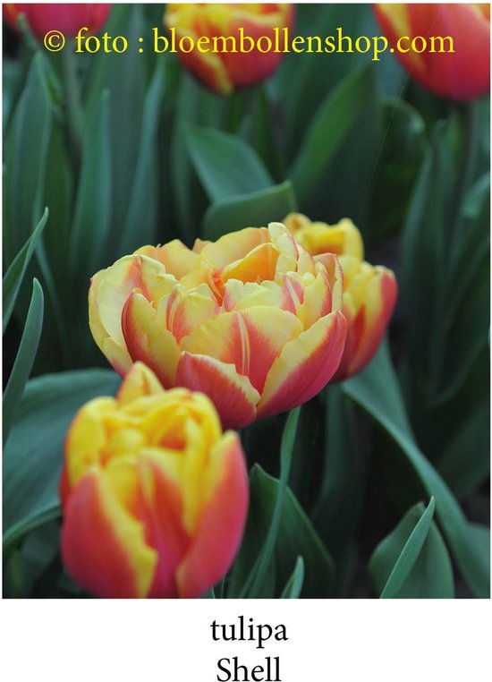 tulp Shell 25 bollen maat 12/+ tulpen - bloembollen- tulpenbollen ...