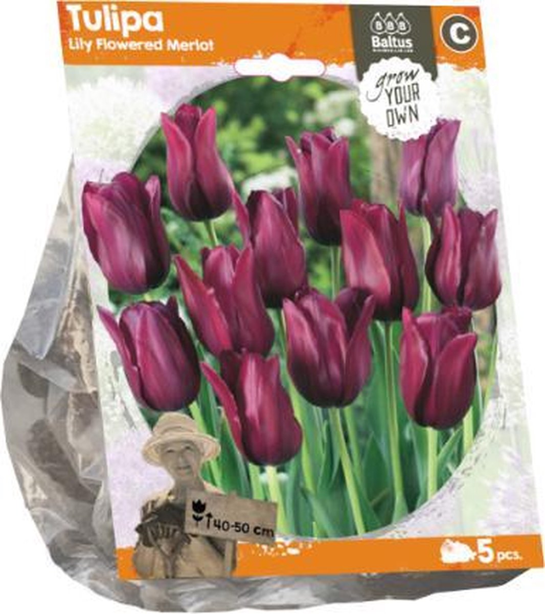 Tulipa Lily Flowered Merlot (Sp) per 5 | bol