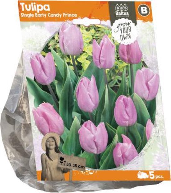 Tulipa Single Early Candy Prince (Sp) per 5 | bol.com