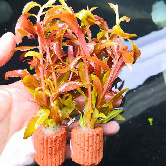 Aquarium accessoires voor het bevestigen van waterplanten - 35 stuks ...