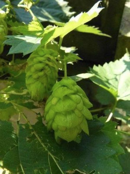 Humulus lupulus - HOP 50 60 cm in pot | bol.com